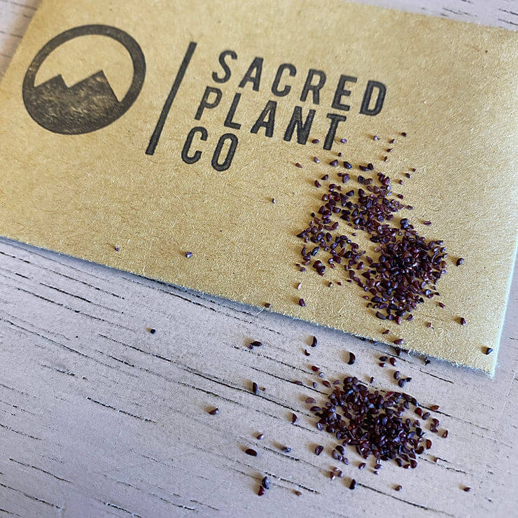 How To Grow a Mountain Huckleberry Bush From Seeds – Sacred Plant Co