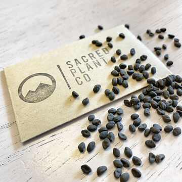 How To Grow Cardinal Climbers From Seeds – Sacred Plant Co