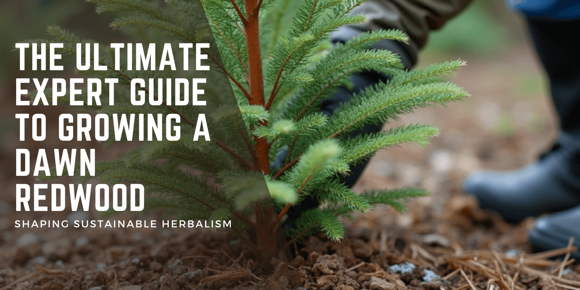 The Ultimate Expert Guide to Growing a Dawn Redwood (Metasequoia glypt ...