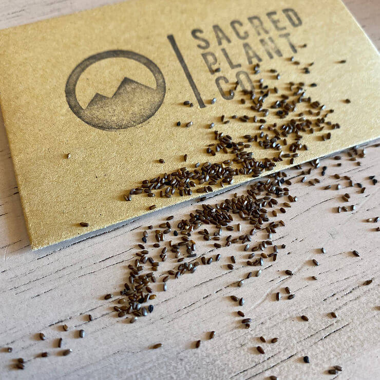 How To Grow Bee Balm From Seeds – Sacred Plant Co