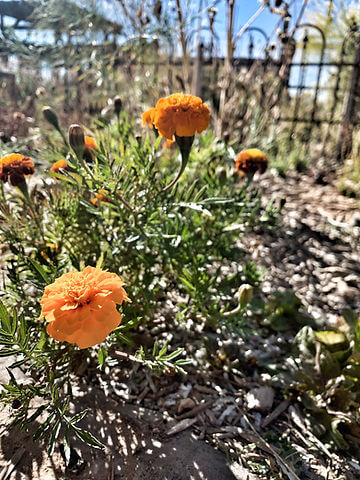 How to Grow French Petite Marigolds From Seeds! – Sacred Plant Co
