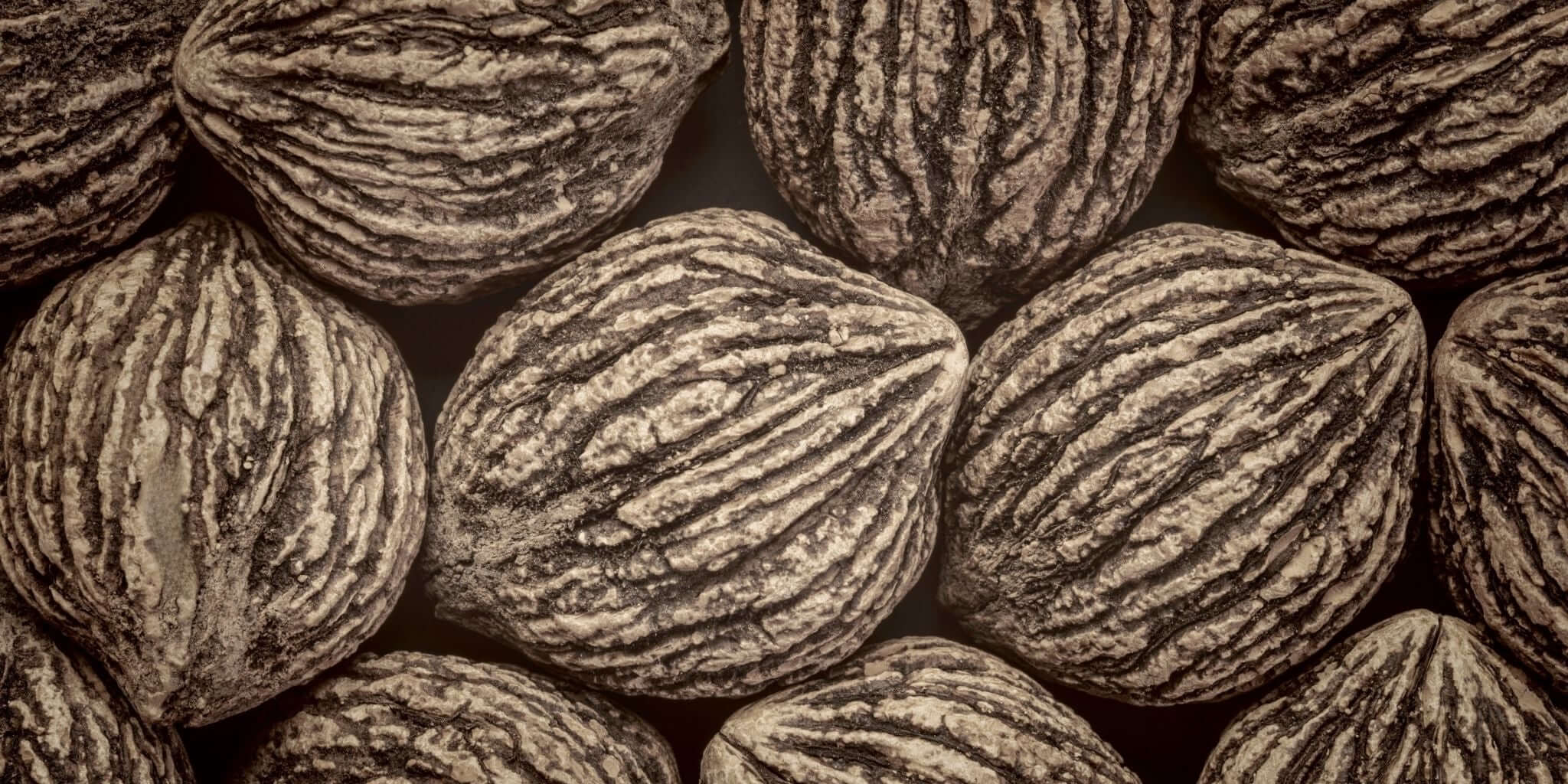 Complete Guide to Growing Black Walnut Trees from Seeds – Sacred Plant Co