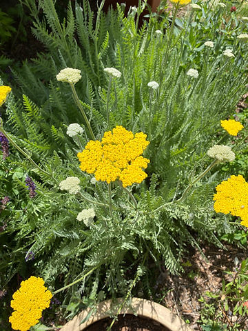How to Grow Yellow Yarrow From Seeds! – Sacred Plant Co