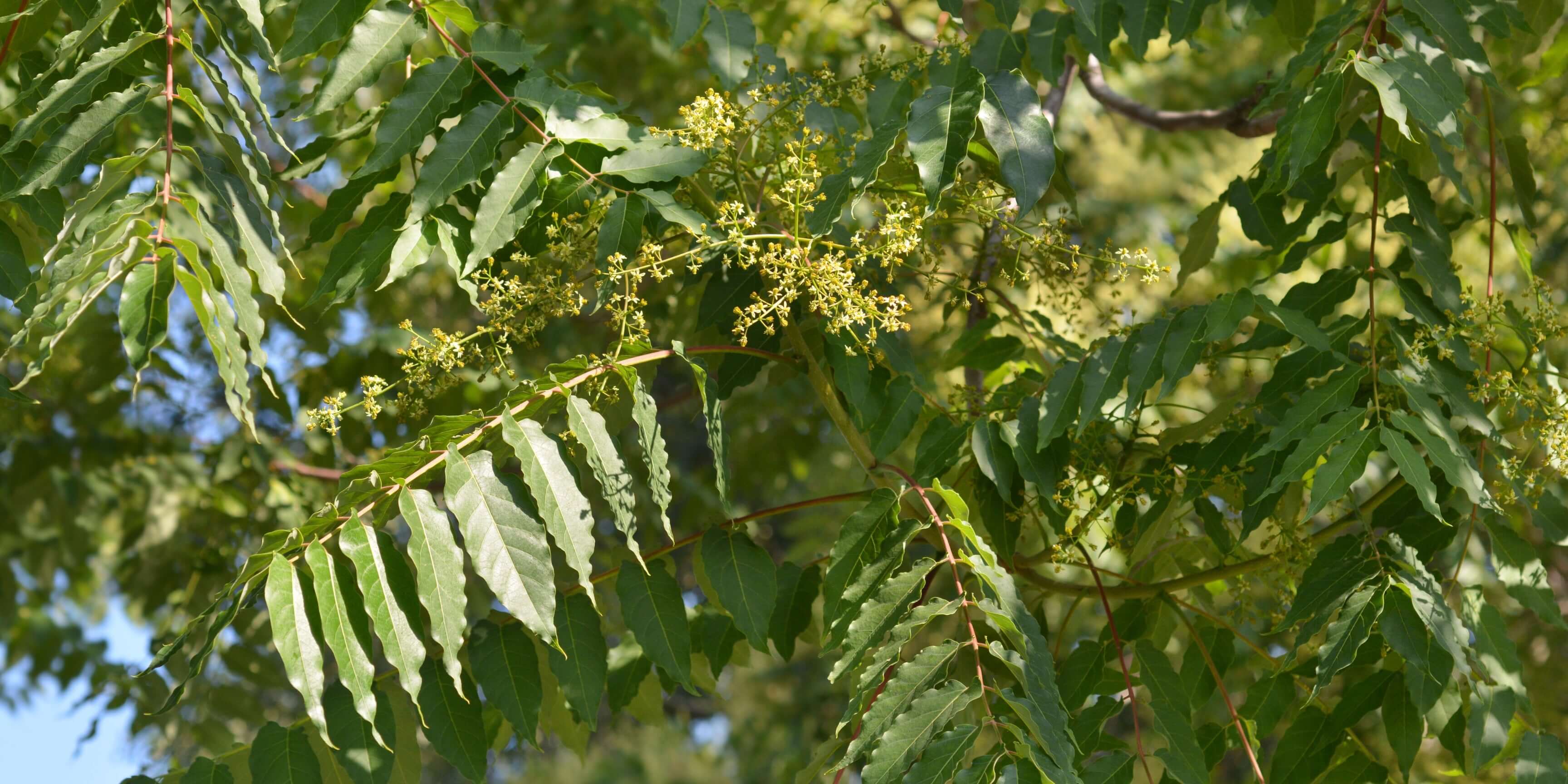 A Beginner's Guide to Planting Tree of Heaven Seeds: Benefits, Tips, a ...
