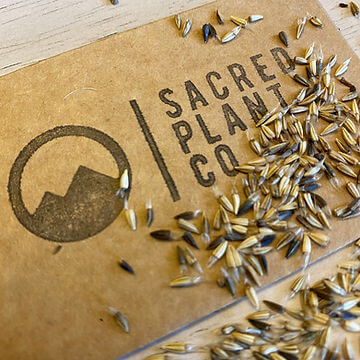 How To Grow Cupid's Dart Flowers From Seed – Sacred Plant Co