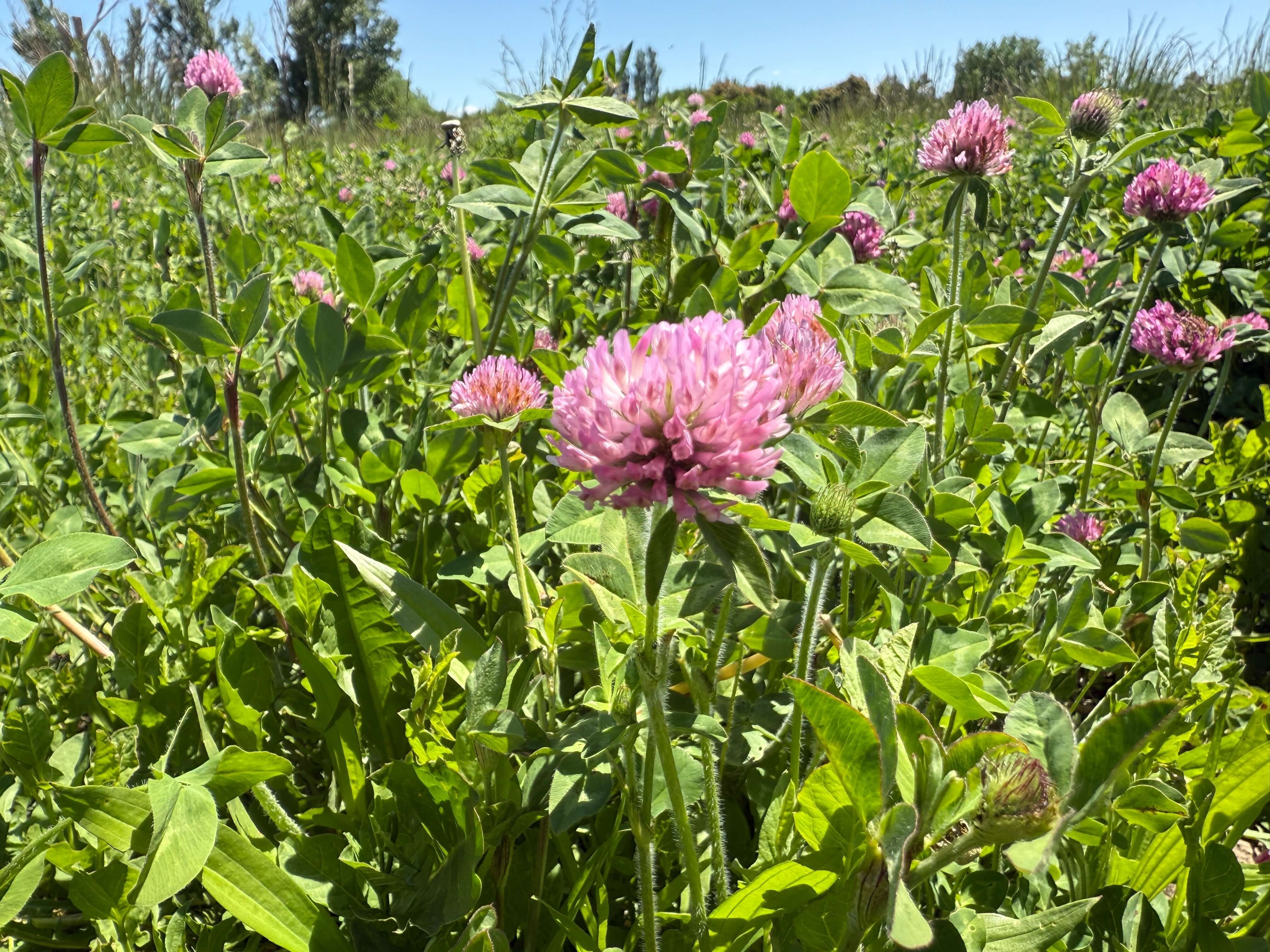 How to Harvest Red Clover Sustainably: A Sacred Guide to Ethical Wildc ...