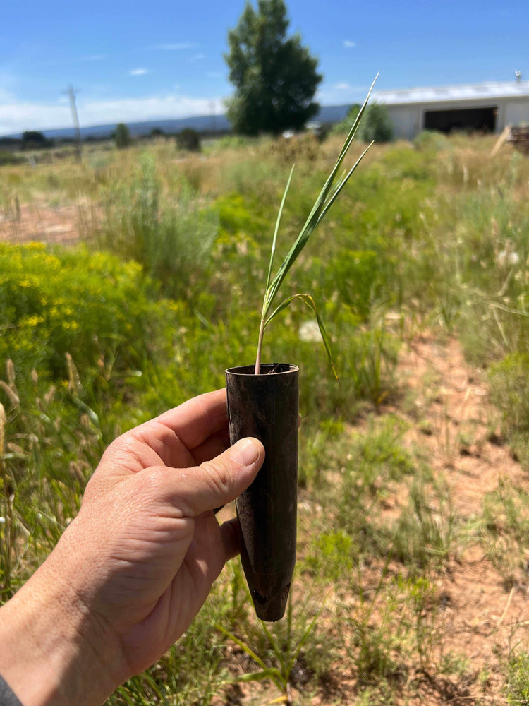 Browse All, Ayurvedic Herbs, European Traditional Medical Herbs for ...